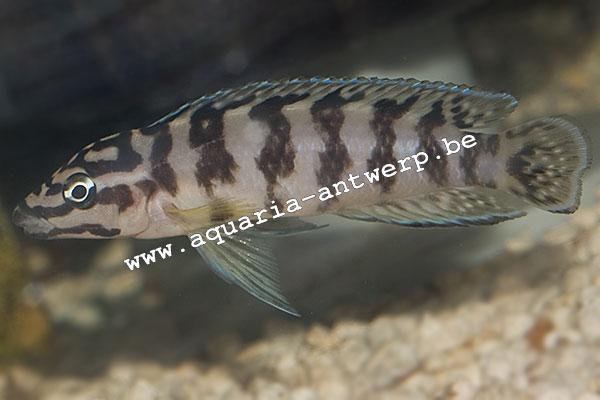 julidochromis transcriptus gombi 4.5-5cm | Aquaria