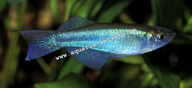 procatopus similis 4-4.5cm - wild | Aquaria